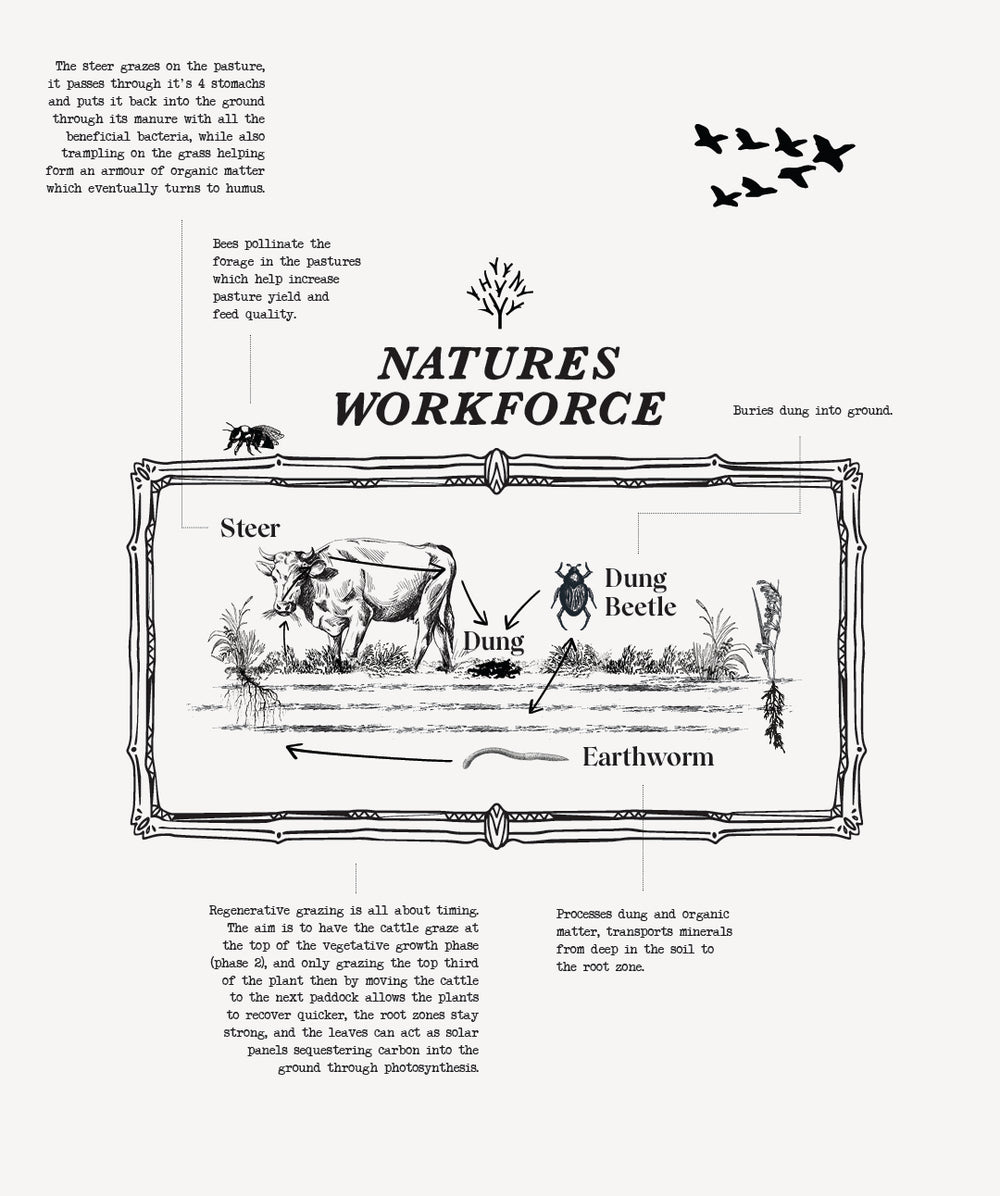 What is Regenerative Beef? – Highlands Natural